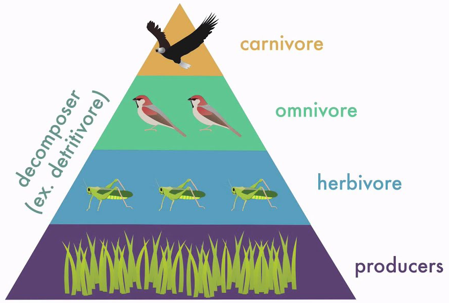 Class 3: Booleans, Dictionaries, and Mammalian Diet — Computation and ...